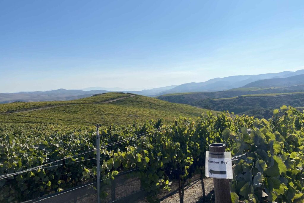 Vineyards - Tamber Bey